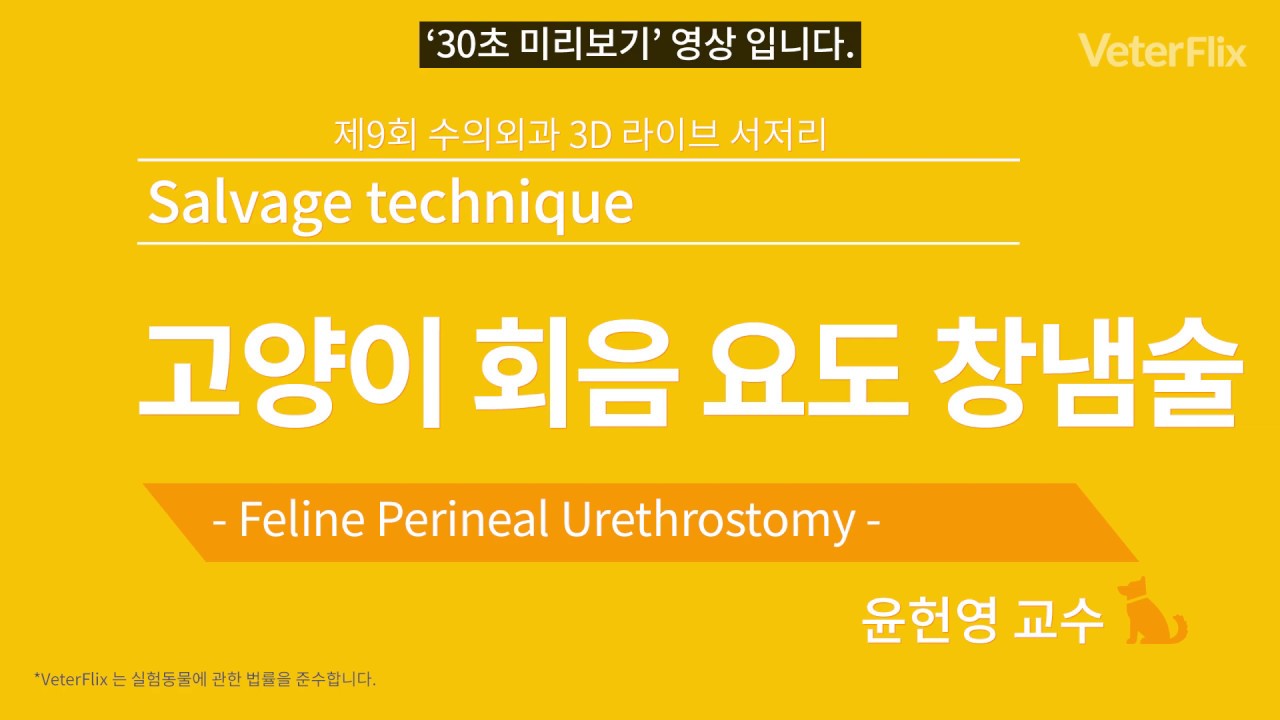 [베터플릭스] 고양이 회음 요도 창냄술(Feline Perineal Urethrostomy)_이론강의 - YouTube