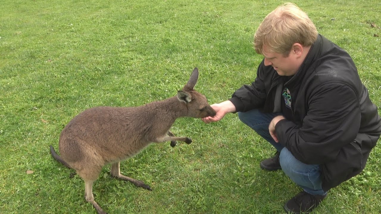 Race's AUSTRALIA Adventure: Cleland Wildlife Park - YouTube