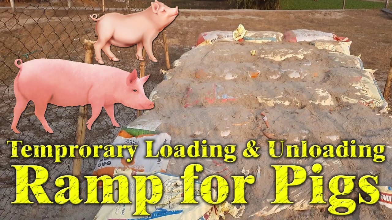 Loding Unloading Ramp for Pigs ll Swastik Pig Farm| लोडिंग अनलोडिंग ...
