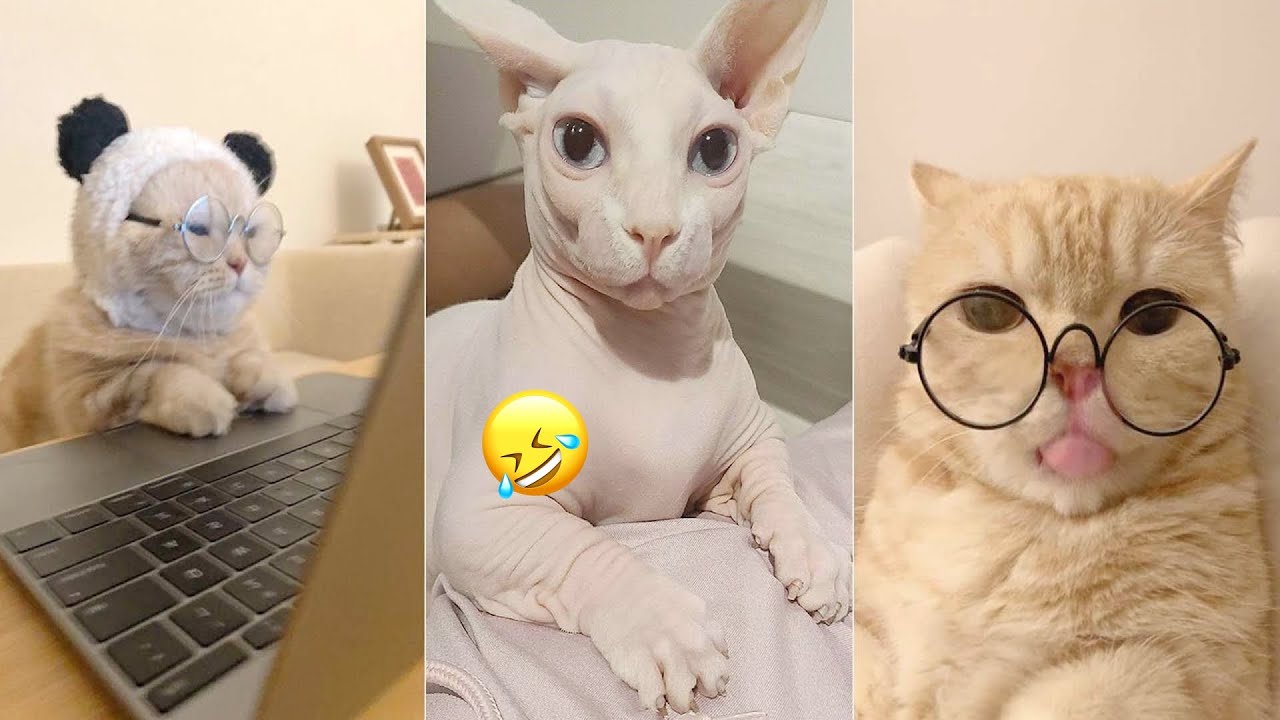 The Funniest pet pranks Videos 2024! 🤣 | BEST Compilation of the worl🐶 ...