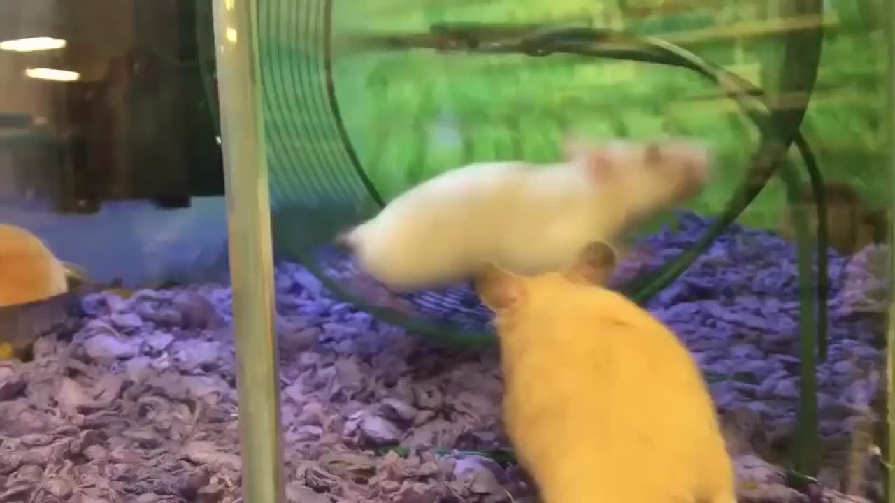 Hamster Has Epic Fail on Running Wheel - YouTube