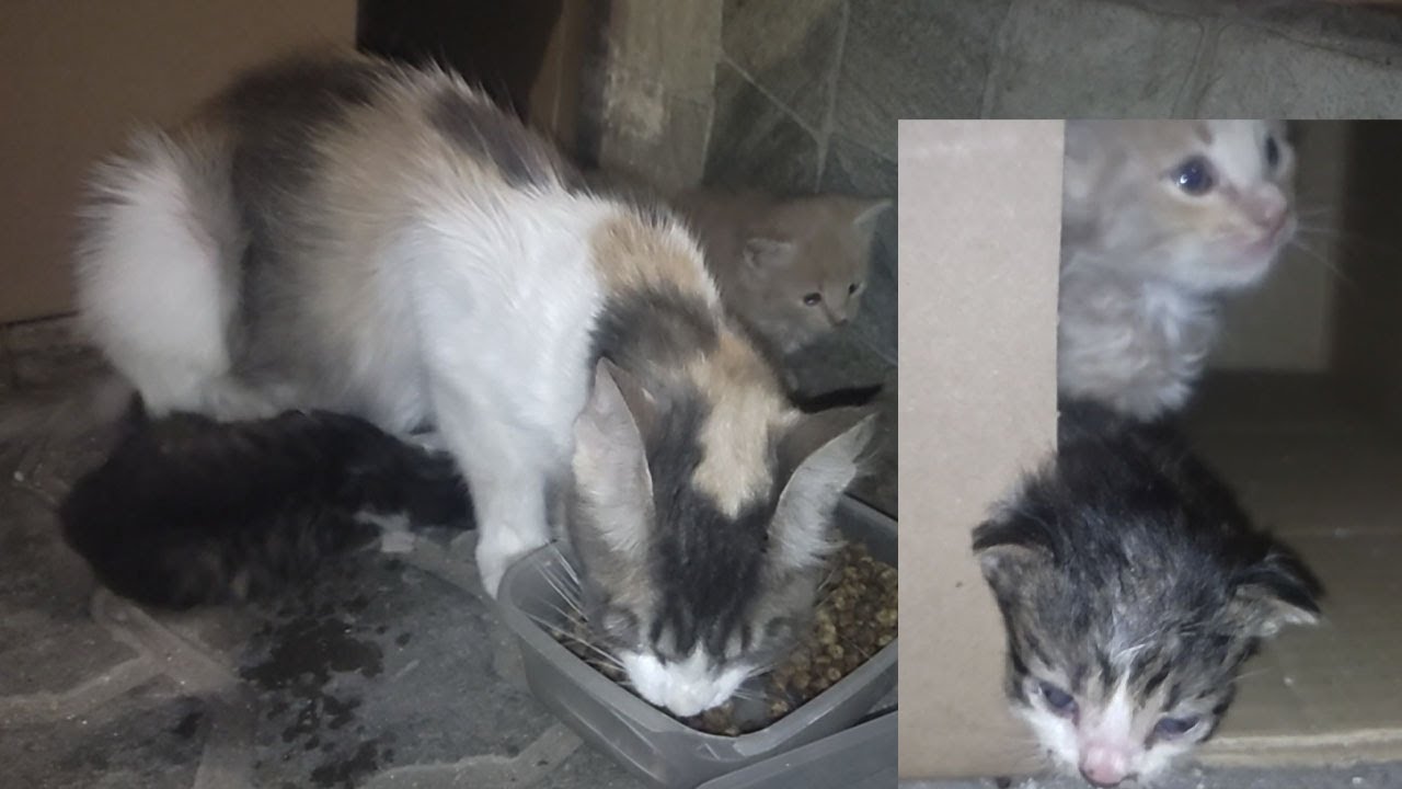 Helpless mom calico cat wants food so she can have milk to feed her ...