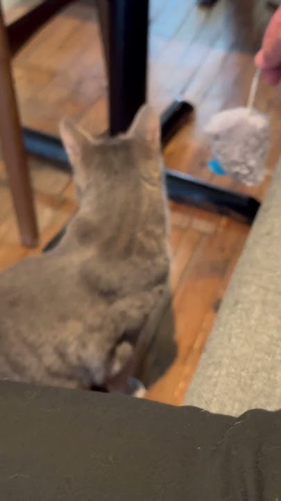 Cat Addict to catnip - YouTube