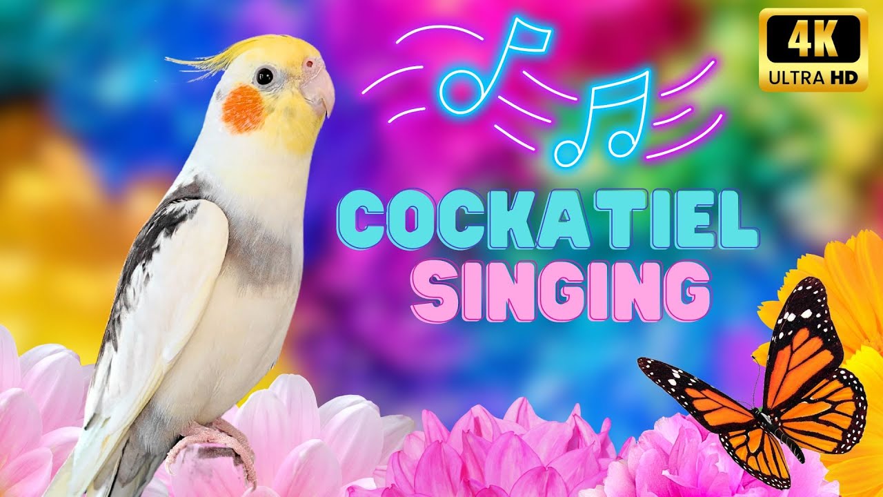 Cockatiel singing Cockatiel Sounds in Happy Colorful Background - YouTube