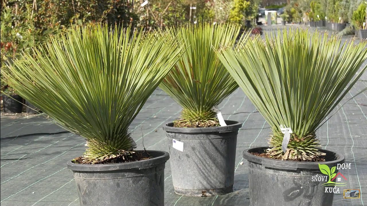 YUCCA ROSTRATA (PLAVA JUKA) - UKRAS DVORIŠTA - YouTube