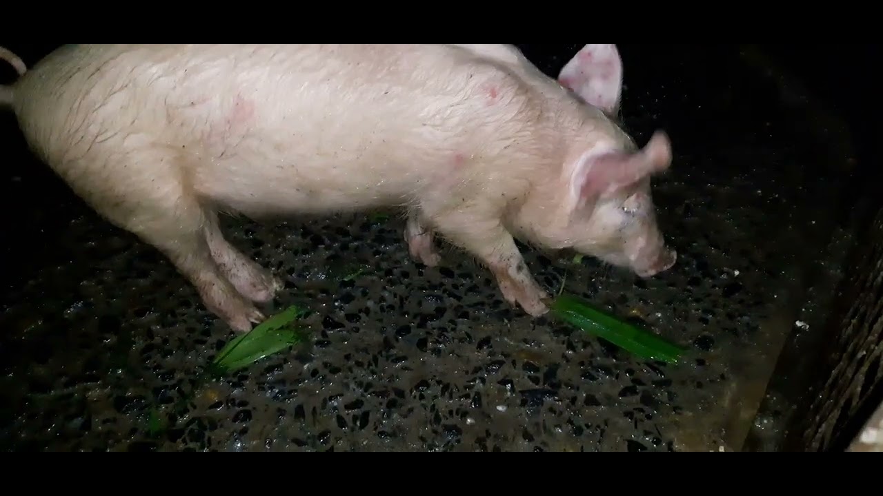 pig Piglet sale in Goa - YouTube