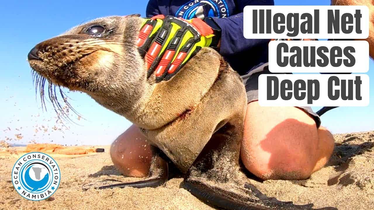 Seal Severely Entangled In Gill Net - YouTube