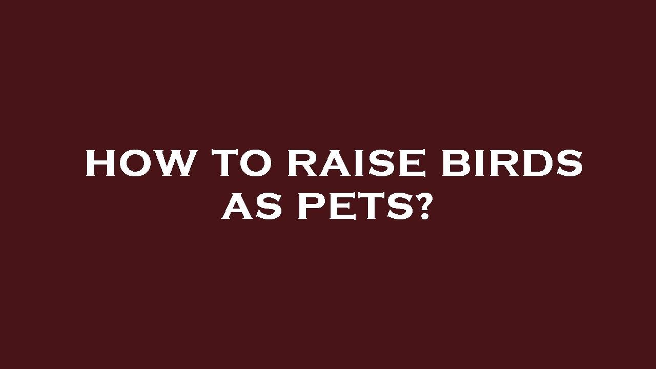 How to raise birds as pets? - YouTube