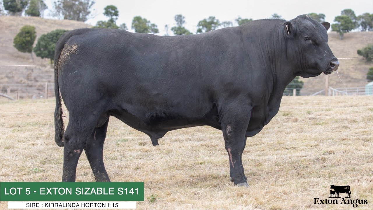 LOT 5 - EXTON ANGUS 2023 - YouTube