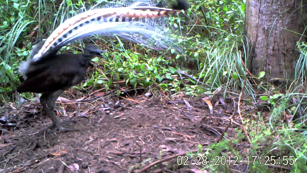 Superb lyrebird: tail display - YouTube
