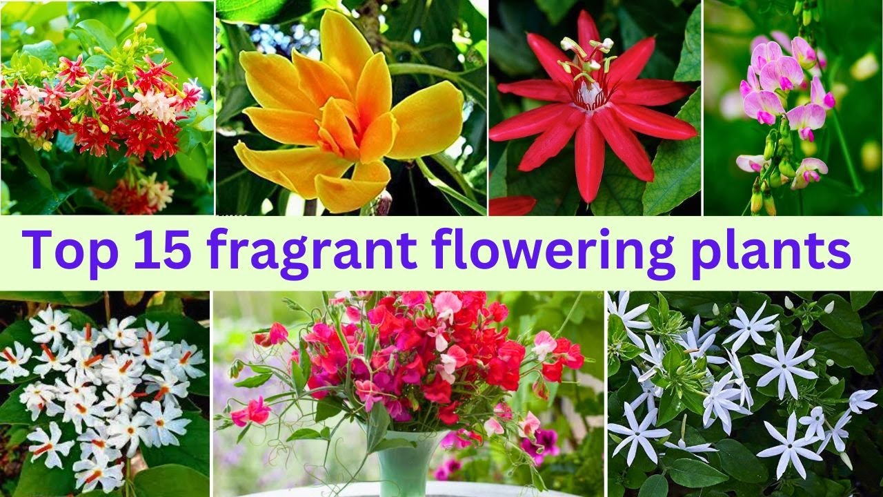 Top 15 Fragrant/ Scented / Aromatic Flower plants |fragrant garden ...