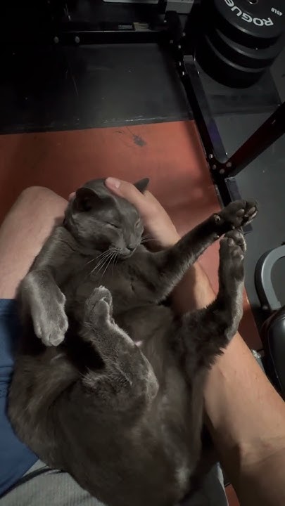 When your cat interrupts your workout - YouTube