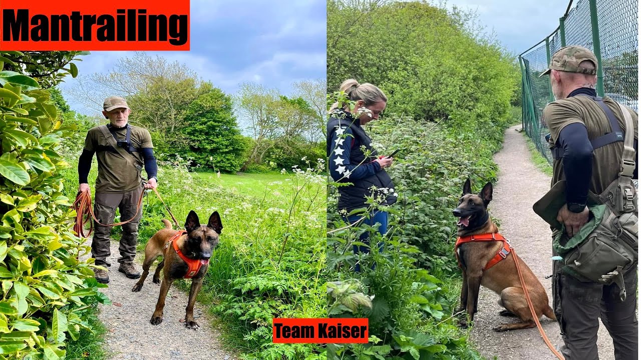 Mantrailing - 400m trail through fields - YouTube