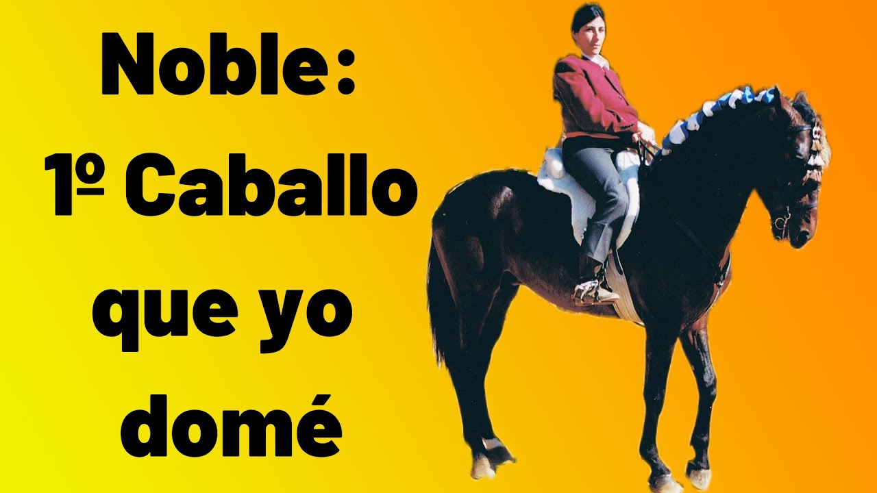 Noble, el primer caballo que domé. De caballo cerril a caballo puesto ...