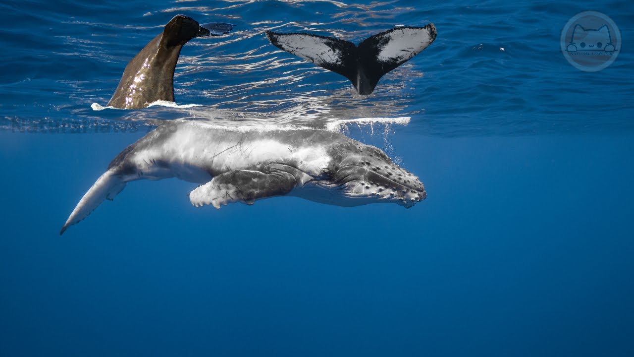 The Deep Diving Skills Of Whales|| Natural laws 786 - YouTube