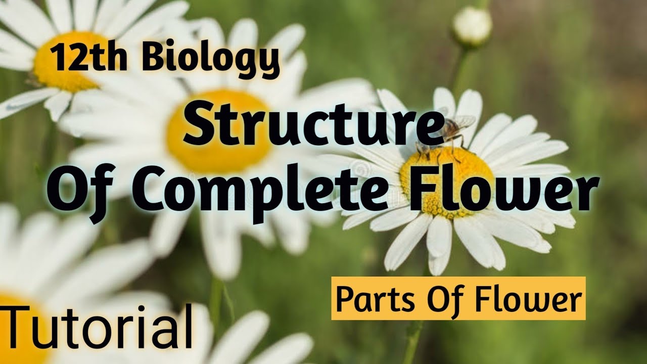 Structure Of Complete Flower | Part Of Flower|Androcium & Gynocium ...