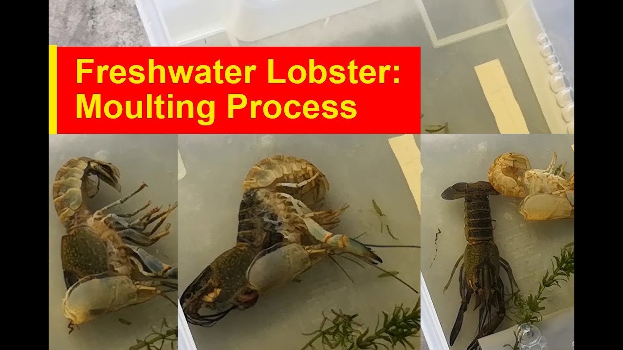Raising Freshwater Lobster
