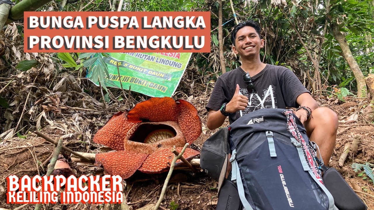 BKI 65 | MELIHAT MEKARNYA BUNGA RAKSASA RAFFLESIA ARNOLDI - YouTube