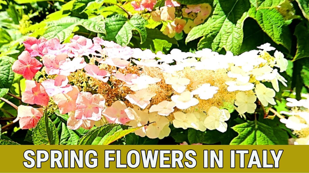 ITALY Spring Flowers / Amazing COLORS of SPRING FLOWERS / E Tells Vlogs ...