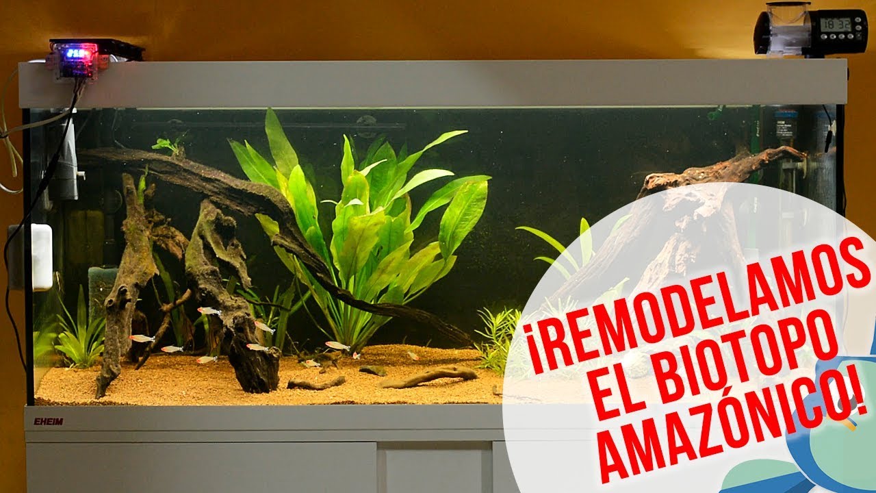 ¡REMODELAMOS EL BIOTOPO AMAZÓNICO! - Acuario plantado 240 litros - YouTube