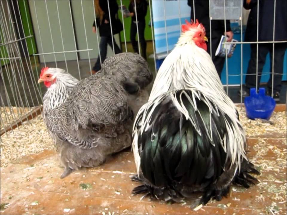 Pekin Bantam silver pencilled, Zwerg-Cochin silberfarbig-gebändert ...