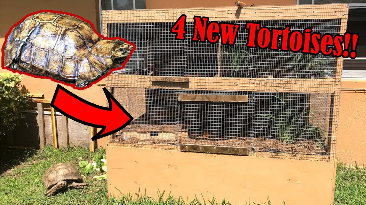 Setting Up a Forest Hingeback Tortoise **3 New Rescue Tortoises ...