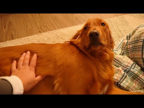 Red Golden Retriever Puppy🐶 Ordinary Day Walk with Puppy💛🌲11 Month Old ...