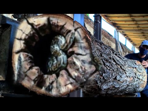 The discovery of a severed piece of baby animal shocked the woodworkers at sawmill