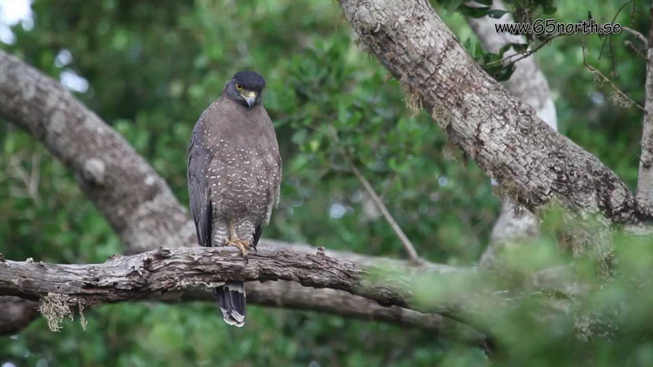 Wildlife of Sri Lanka, Yala National Park - Leopards and Sloth Bear ...