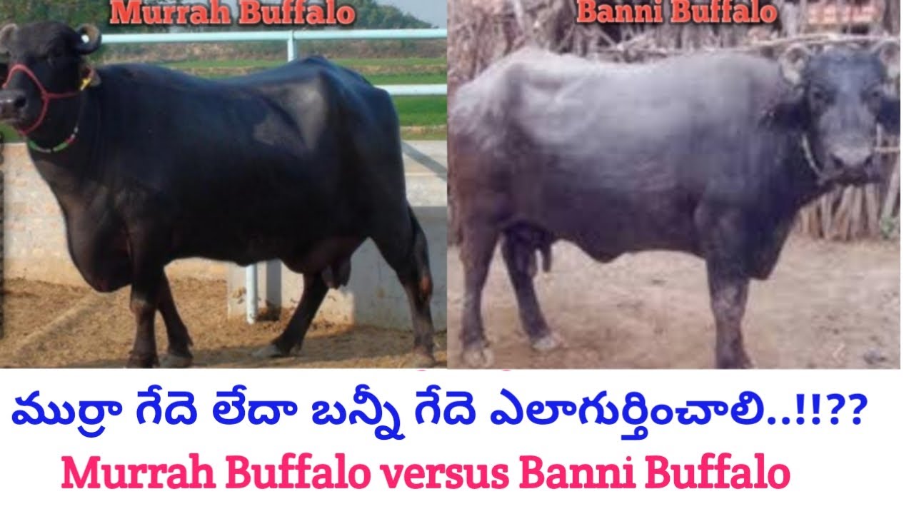 How to diffenciate Murrah and Banni Buffaloes? Telugu | Dr. Madankumar ...