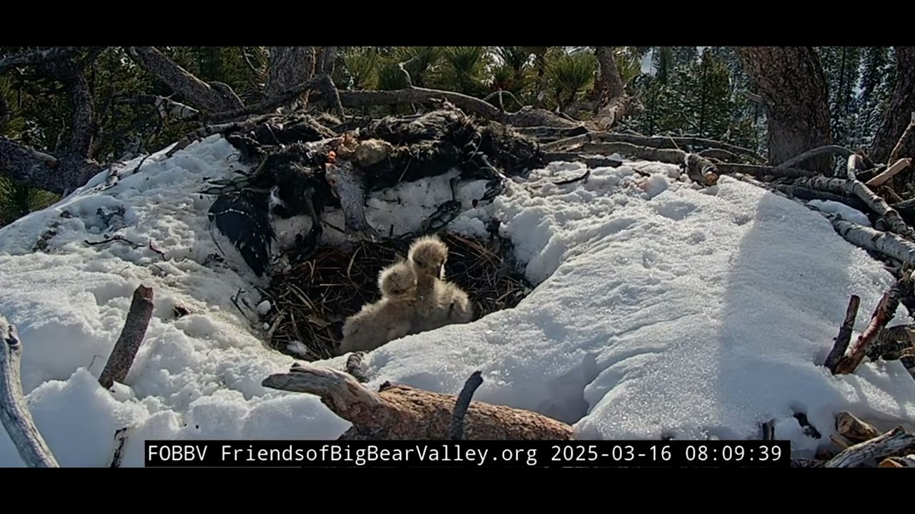 2025-03-16 8:08:57 BALD EAGLES & (2) EAGLETS NEST CAM Clips Courtesy of ...