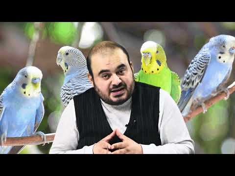 RÜYADA MUHABBET KUŞU GÖRMEK Esved Dini Rüya Tabirleri ve Yorumu Rüya Tabiri