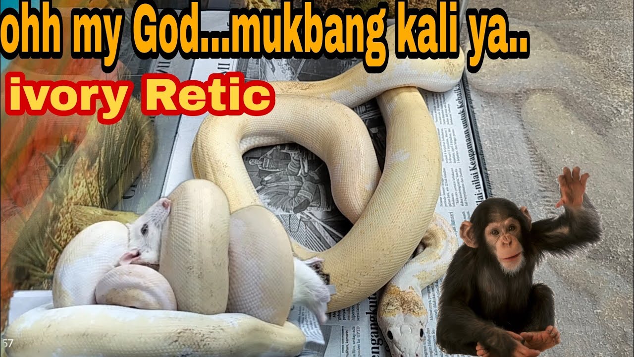 ivory Retic(banyak makan biar cepet gede)#makantikus #breedingseason # ...