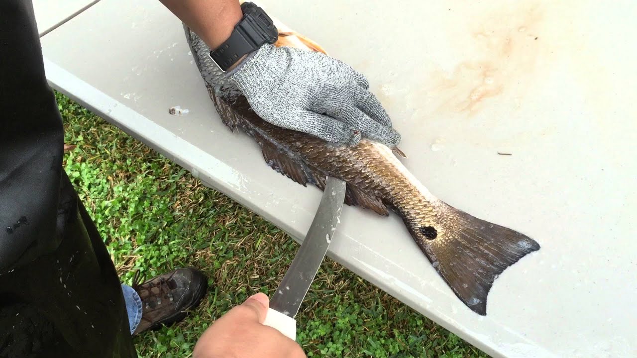 Cleaning a redfish - YouTube