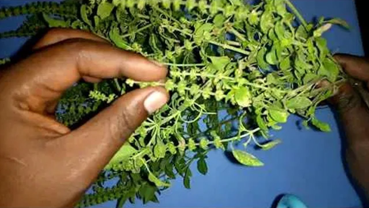 Maajabu ya MTI WA KIVUMBASI hutaamini UTAJIRI NJE NJE JINSI YA KUTUMIA ...