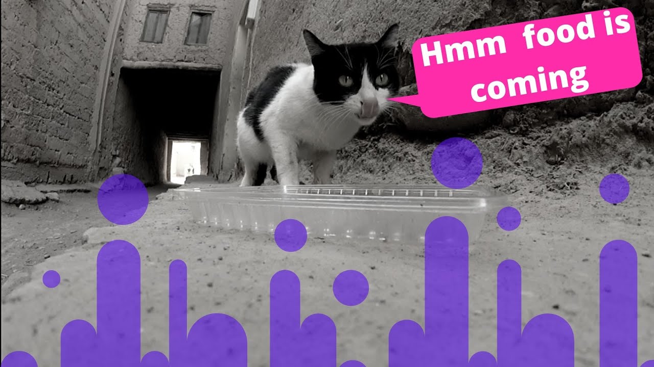 an affable cat - YouTube