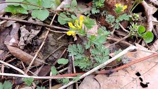 Capital Naturalist: Yellow Corydalis