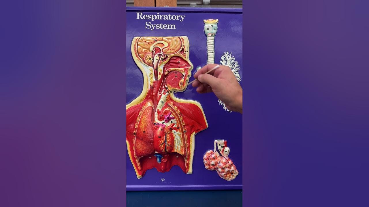 Structures of the Respiratory System - Respiratory Board Model - YouTube