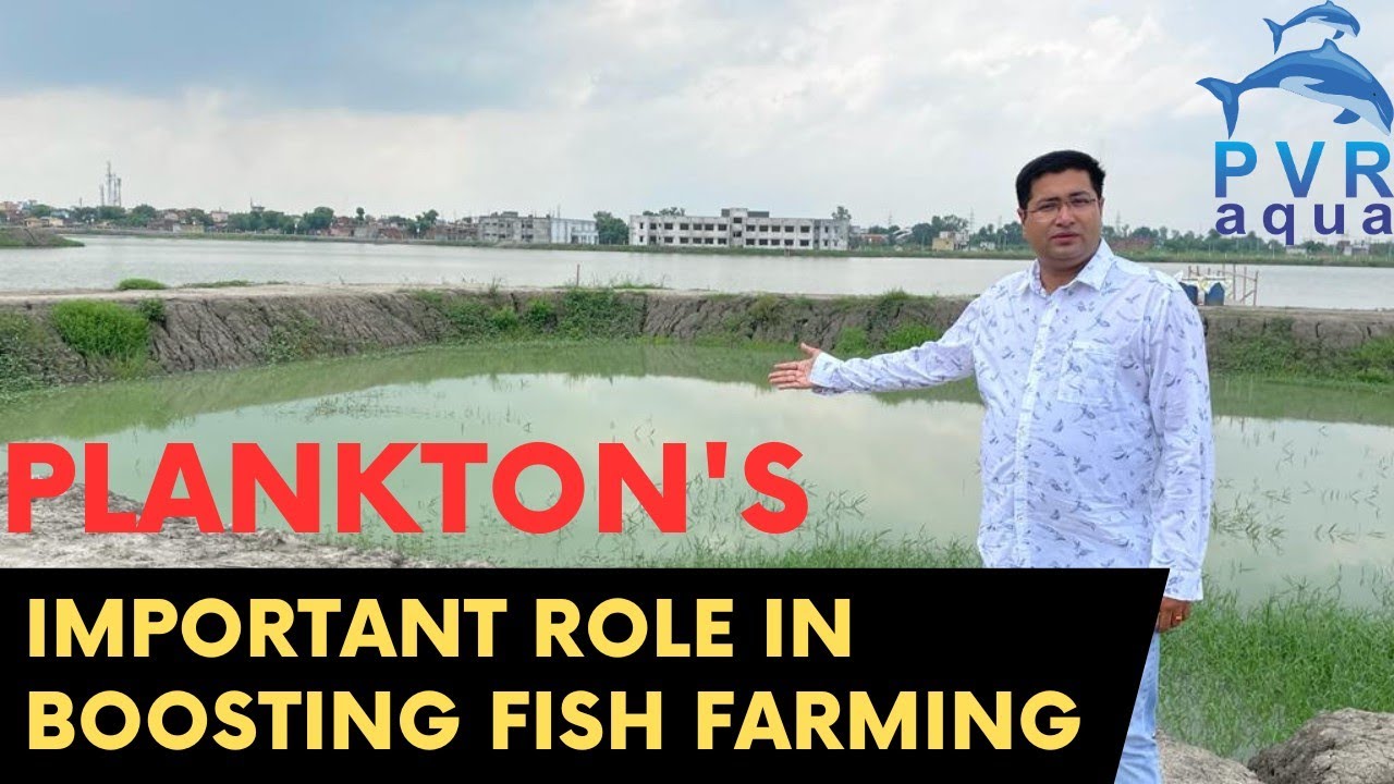 Maximizing Fish Farming Success: Harnessing the Power of Plankton - YouTube