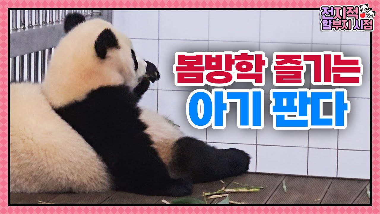 Sub 전지적 할부지 시점 Ep184 ‘엄마랑 하부지 괴롭히는게 제일 재밌어오 불꽃효녀 루이후이의 봄방학🐼│panda World Youtube