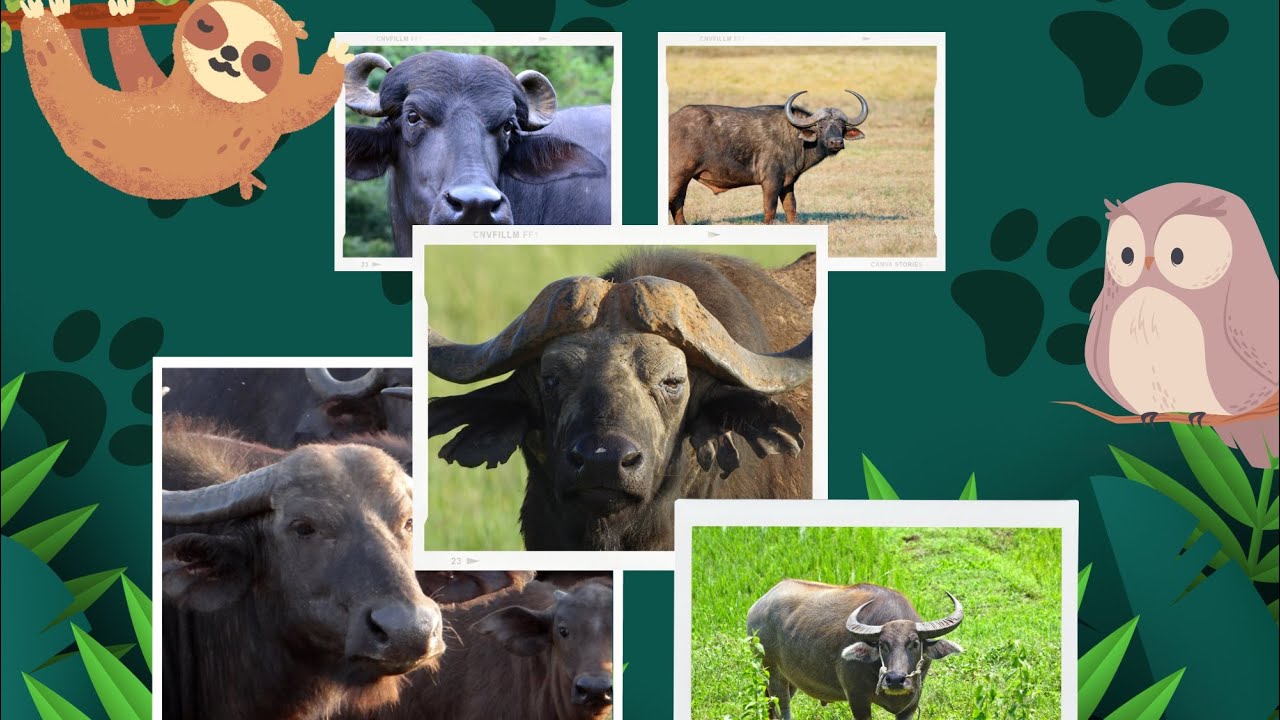 Mengenal Banteng, kerbau | buffalo - YouTube