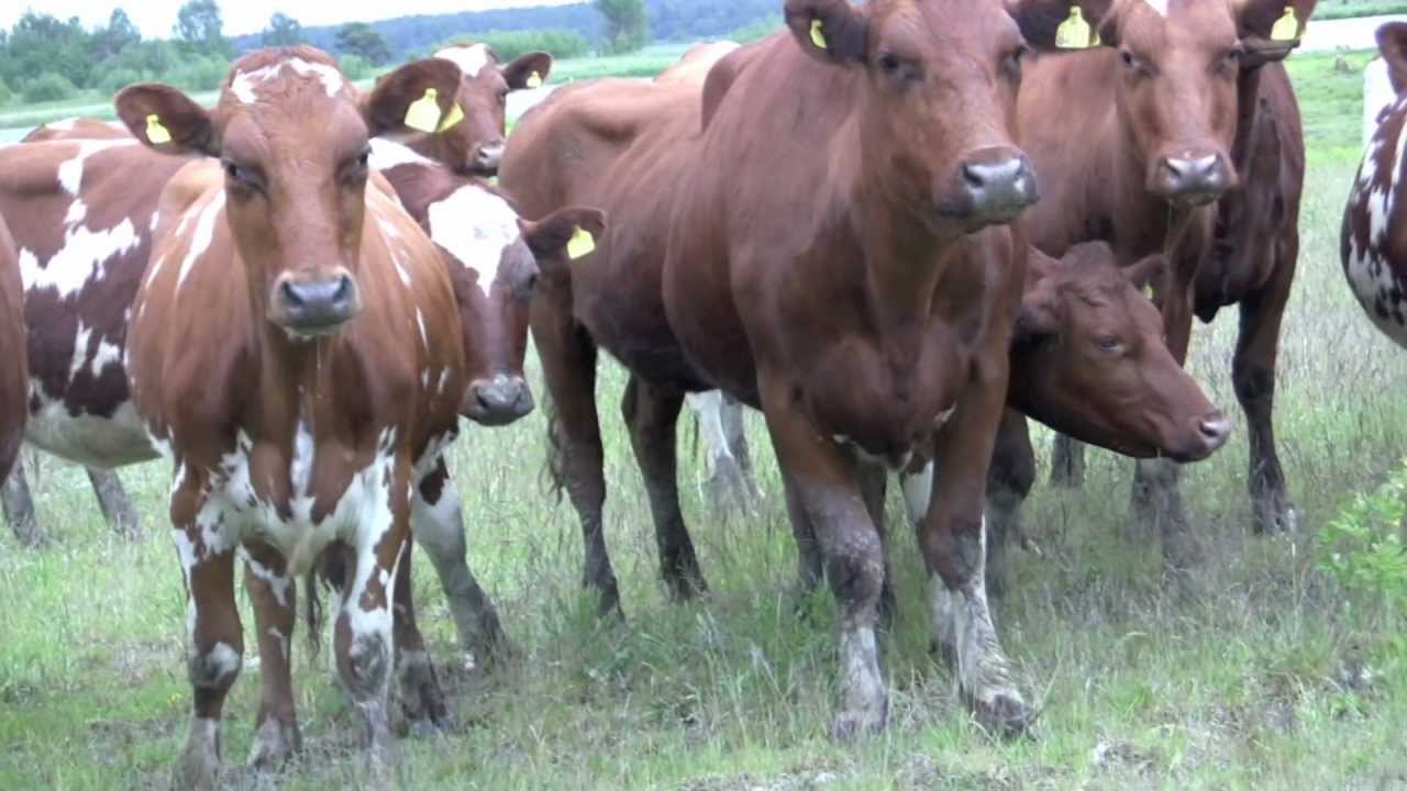 Swedish Cow - YouTube