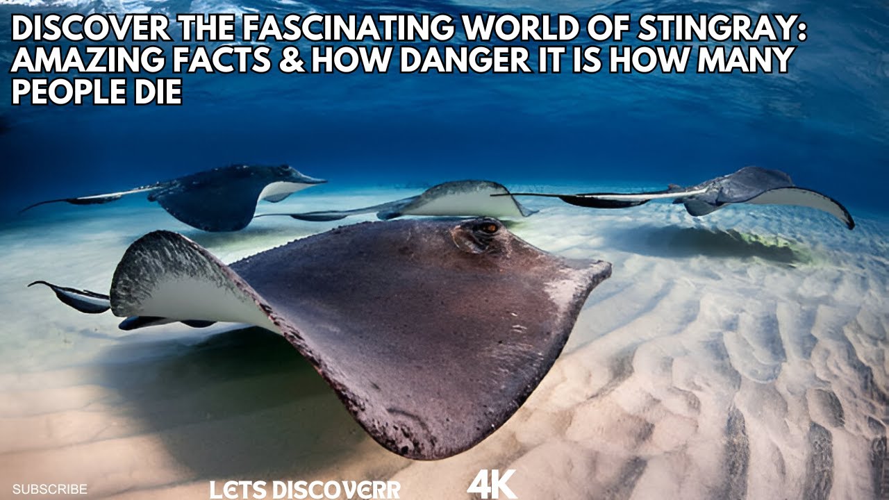 Discover the Fascinating World of Stingray: Amazing Facts & How Danger ...