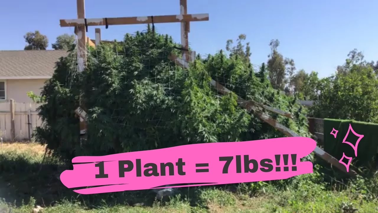 The World's Biggest Cannabis Plant 1 plant = 7 lbs - YouTube