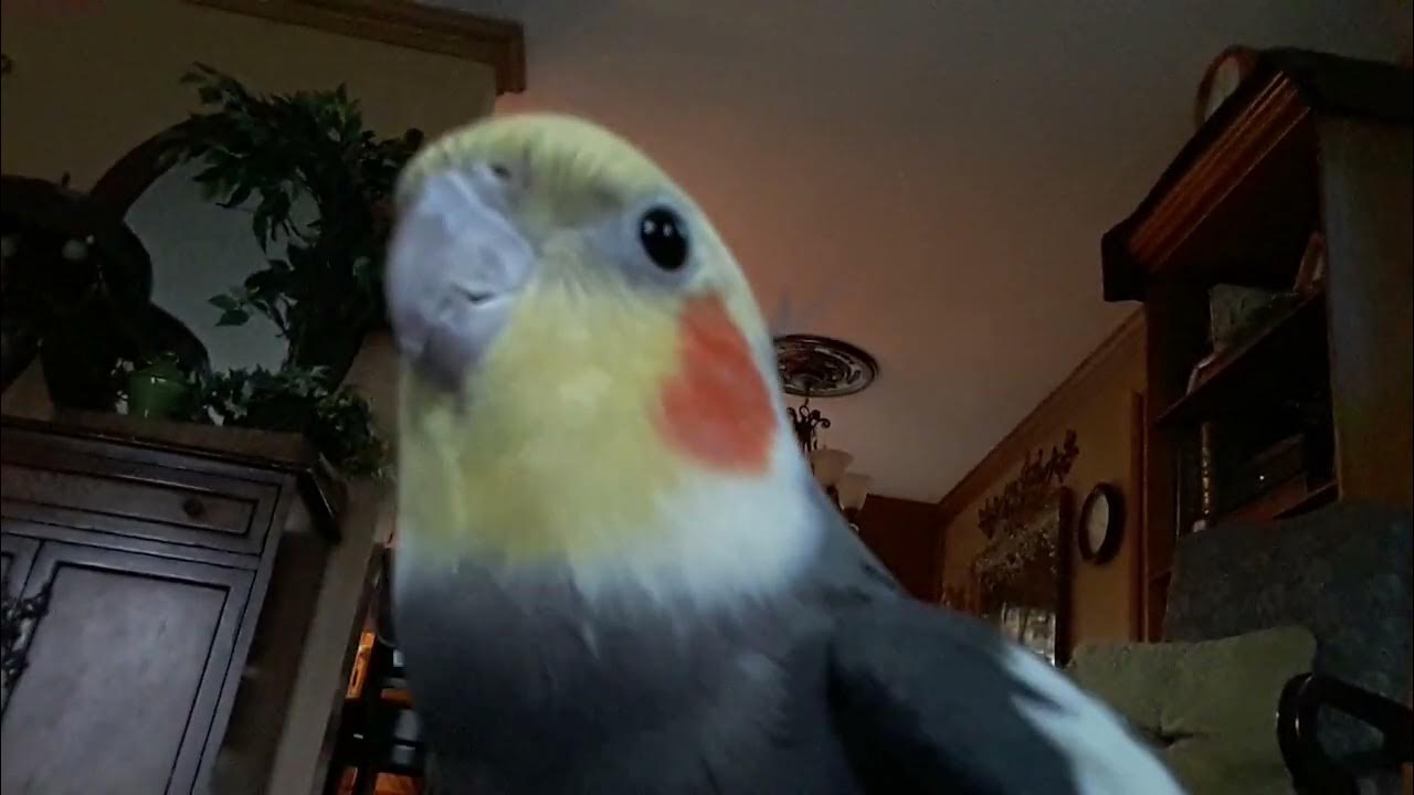 The singing birb - YouTube