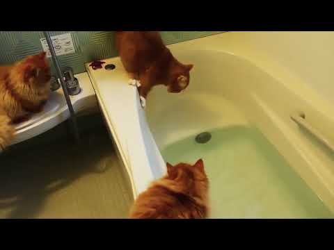 Sudan Korkan Kediler Çok Komik