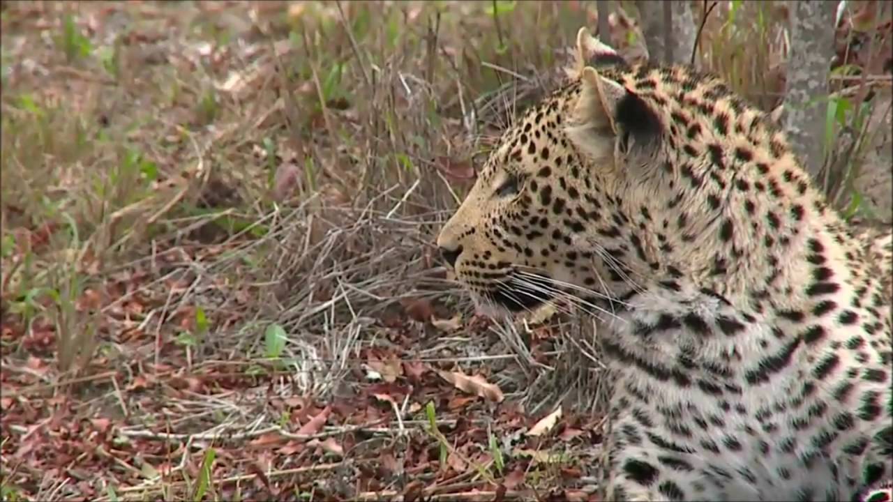 Leopard Sindile released back into the wild! - YouTube