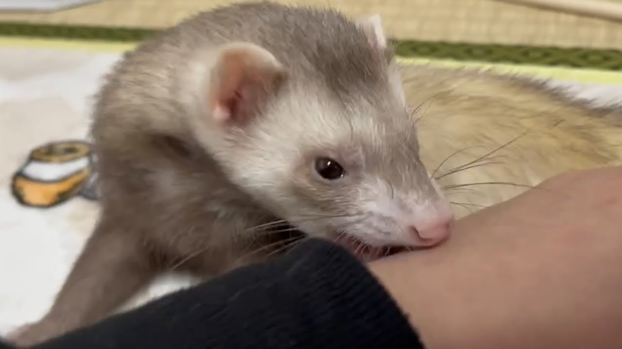 フェレットくんの嬉し鳴き。-The joyful cry of a ferret - YouTube
