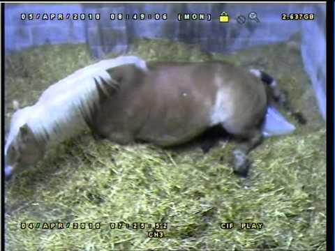 My horse foaling- Full Length - YouTube