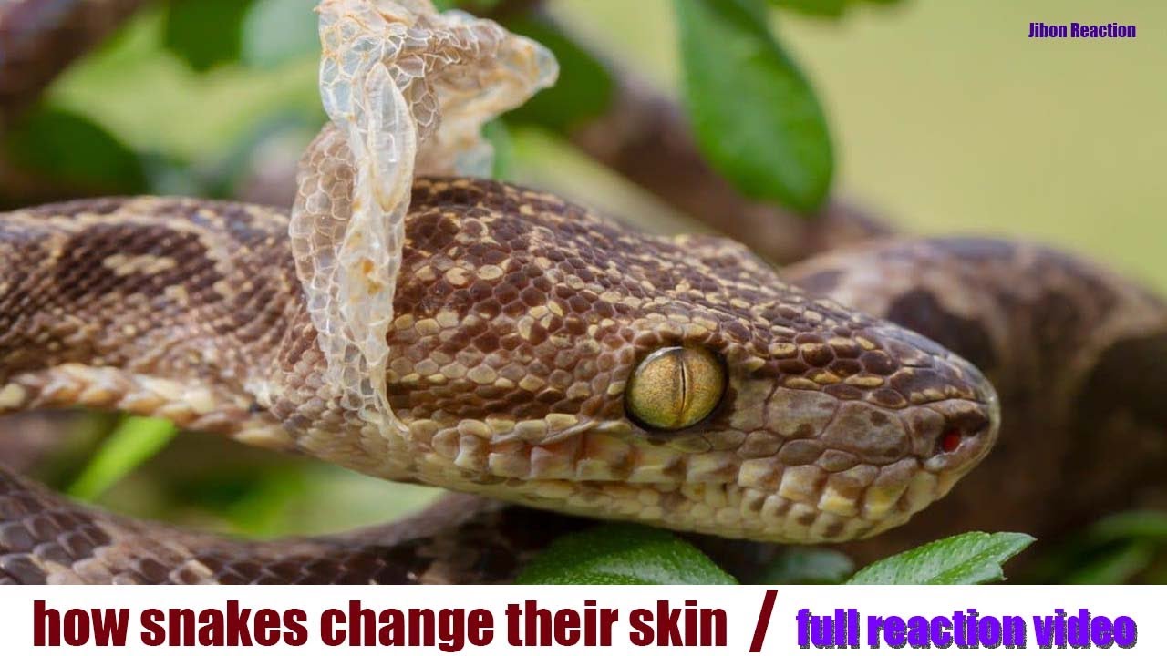 how snakes change their skin . Reaction jibon - YouTube